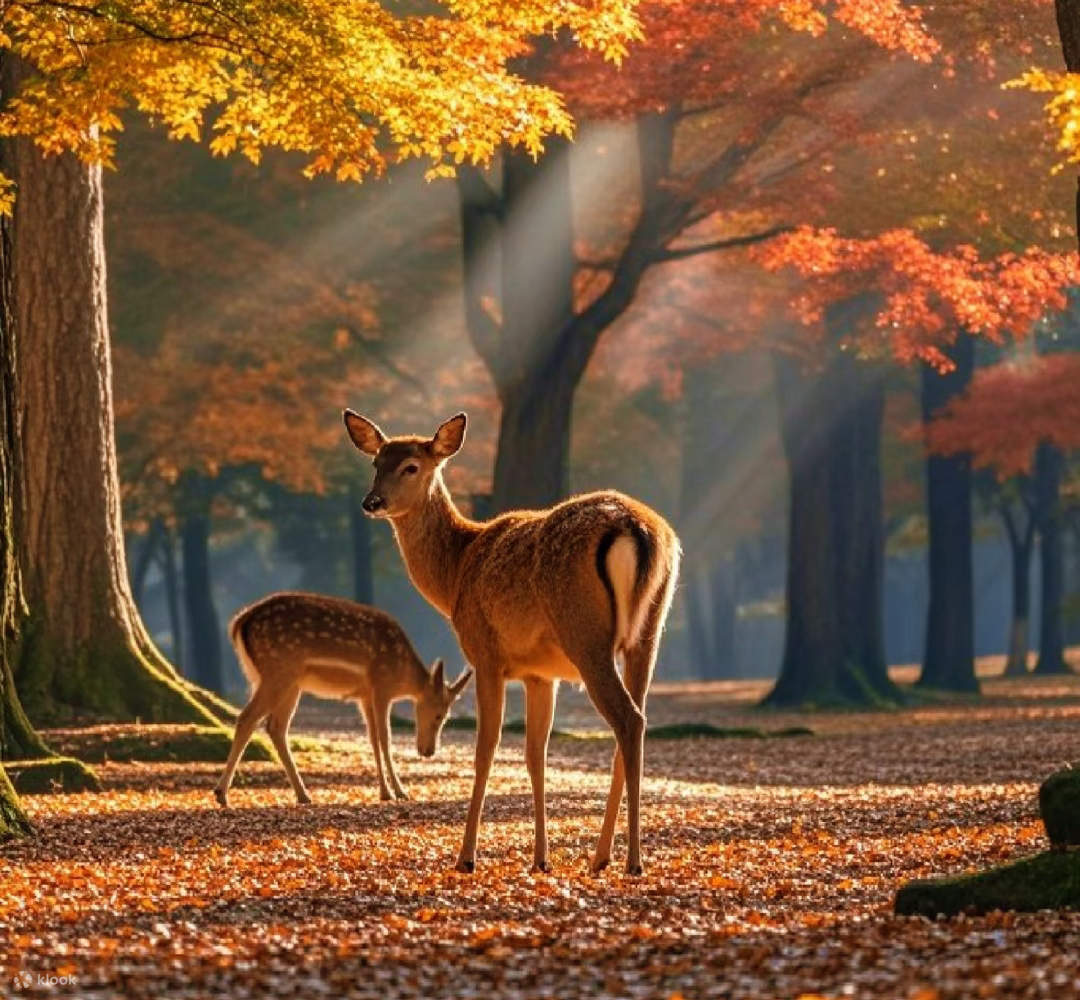 [Kyoto Nara Arashiyama Classic One-Day Tour] Arashiyama Train & Nara ...